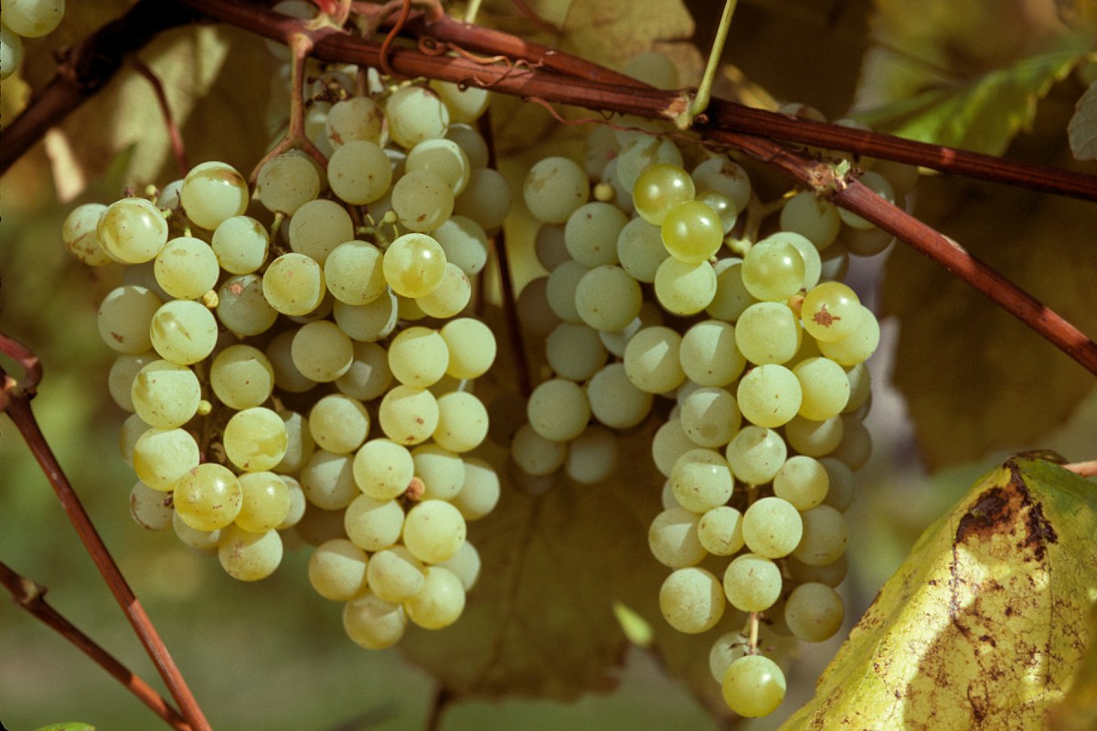 Edelweiss Grape Vine | Minnesota Nursery Research Corporation