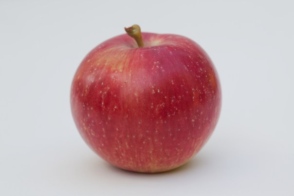 Sweet Sixteen Apple Tree | Minnesota Nursery Research Corporation