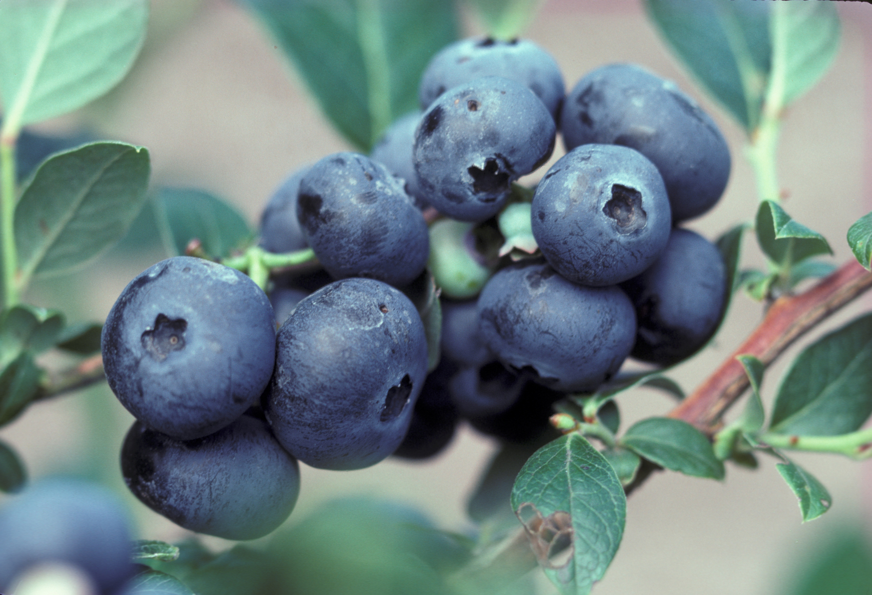 Northblue Blueberry | Minnesota Nursery Research Corporation