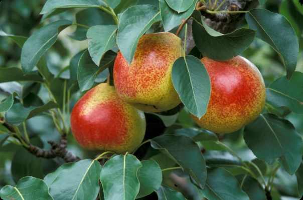 Summercrisp Pear Tree | Minnesota Nursery Research Corporation