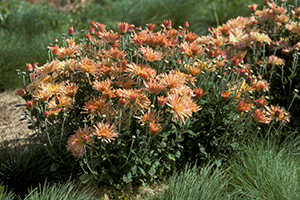 Peach Centerpiece Mum | Minnesota Nursery Research Corporation