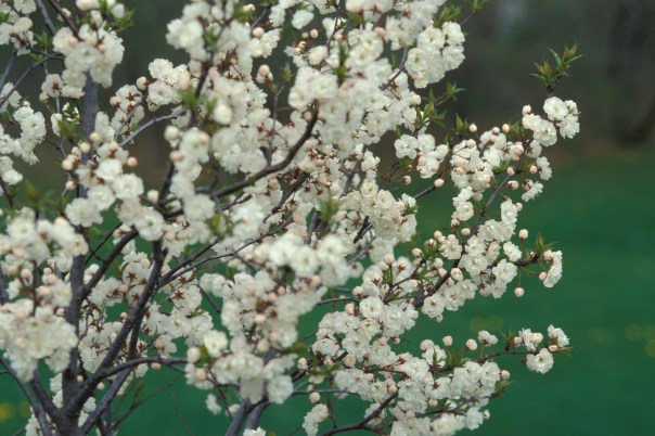 Princess Kay Flowering Plum | Minnesota Nursery Research Corporation