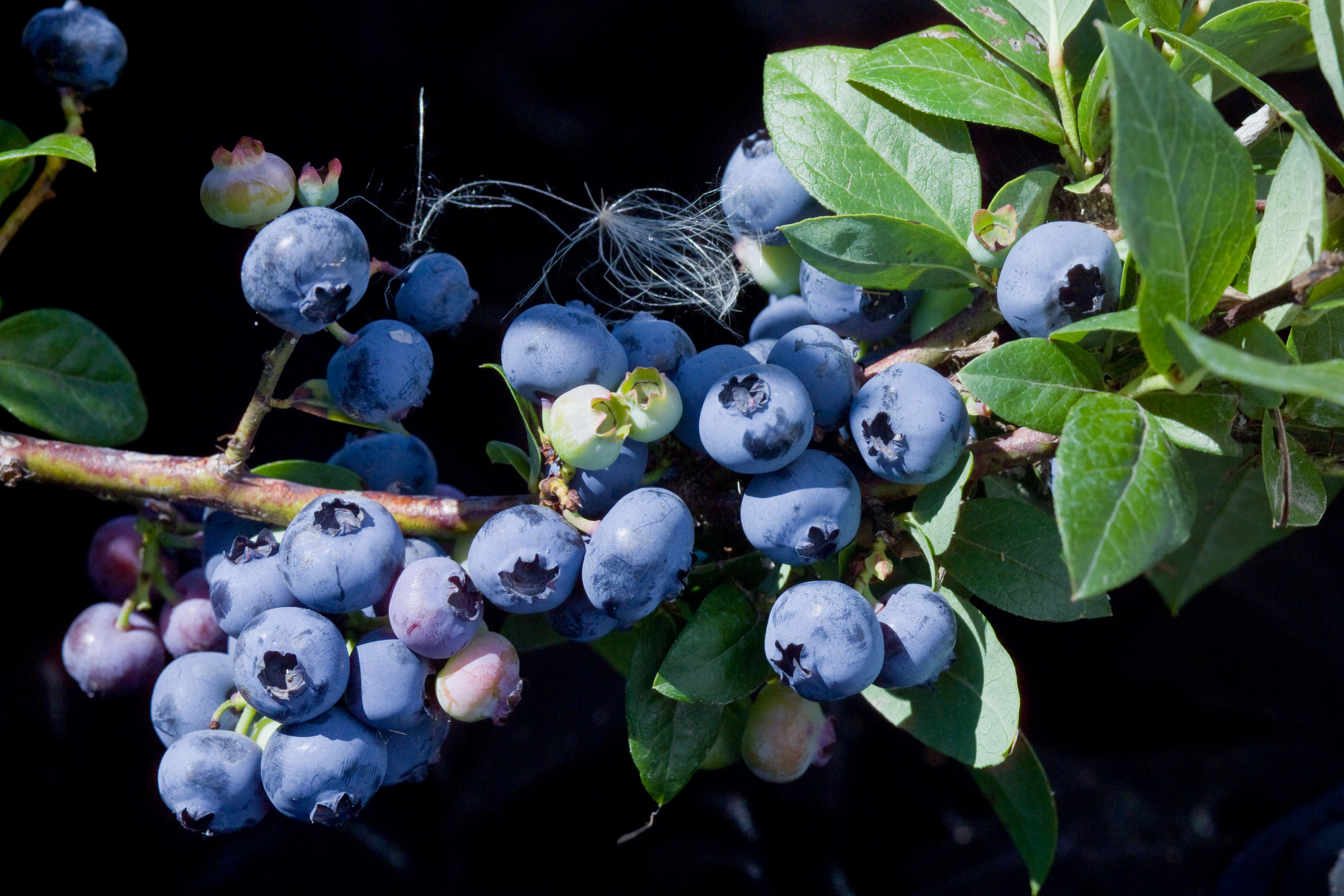 Superior Blueberry | Minnesota Nursery Research Corporation